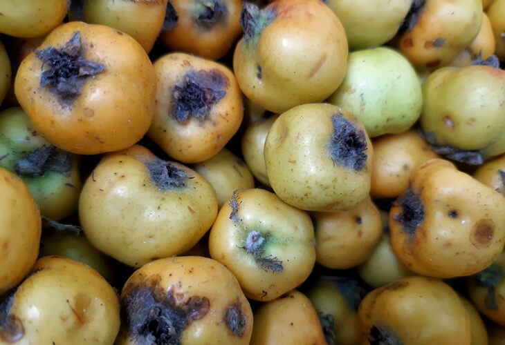 Bolu’da Ne Yenir? Nerede Yenir? | En Meşhur Bolu Lezzetleri